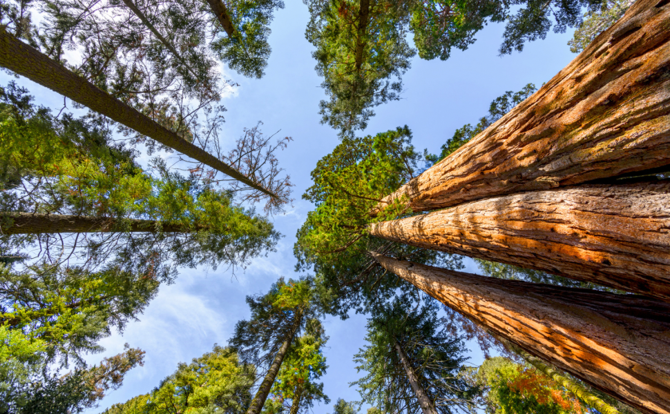Southgate Timber